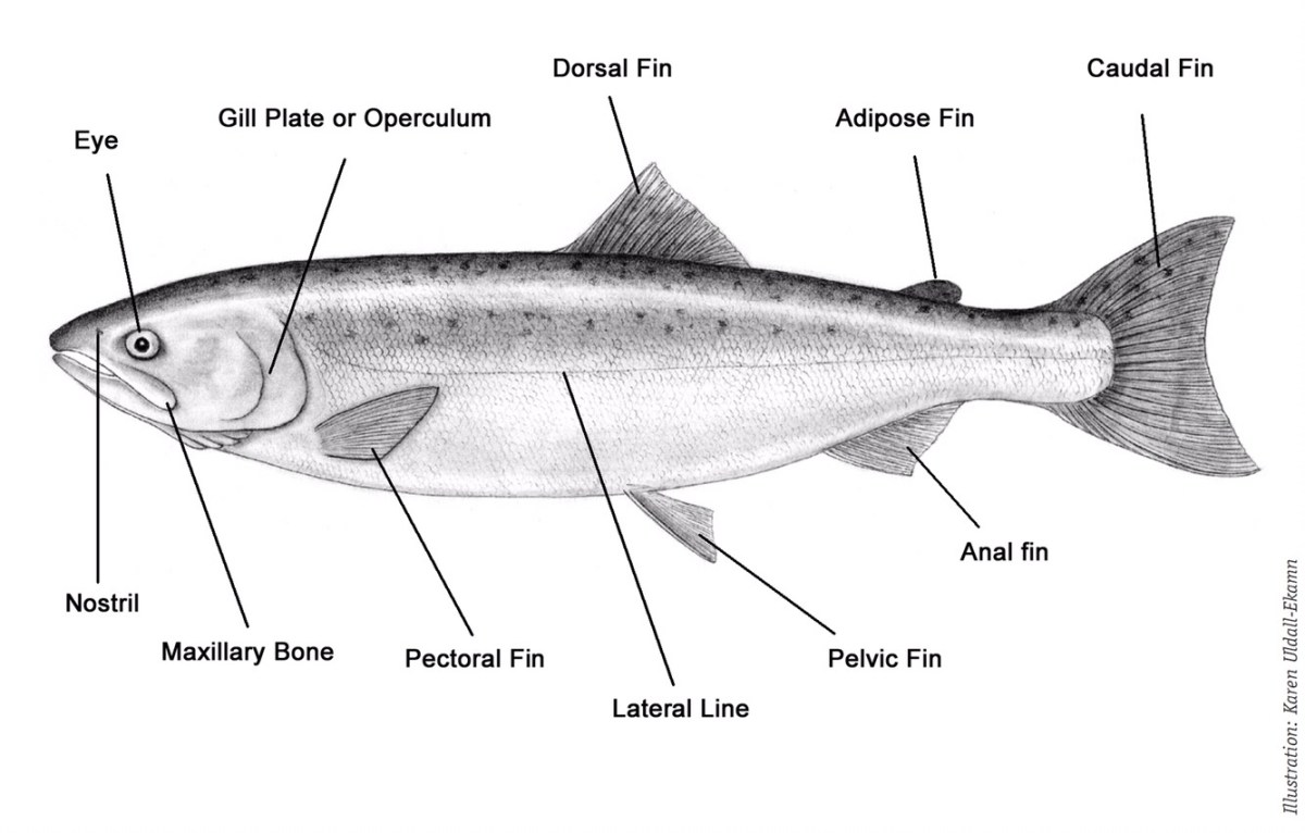 Great Lakes Trout and Salmon Identification – what anglers need to know ...
