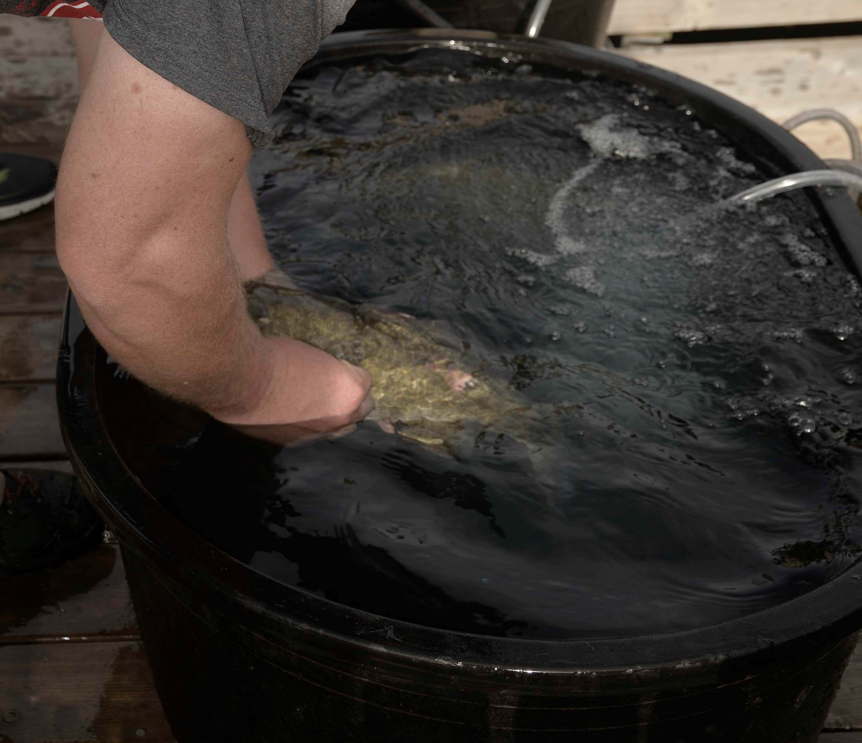 Fuzzy feelings while fizzing a tournament caught Bass – THE REEL ANGLE