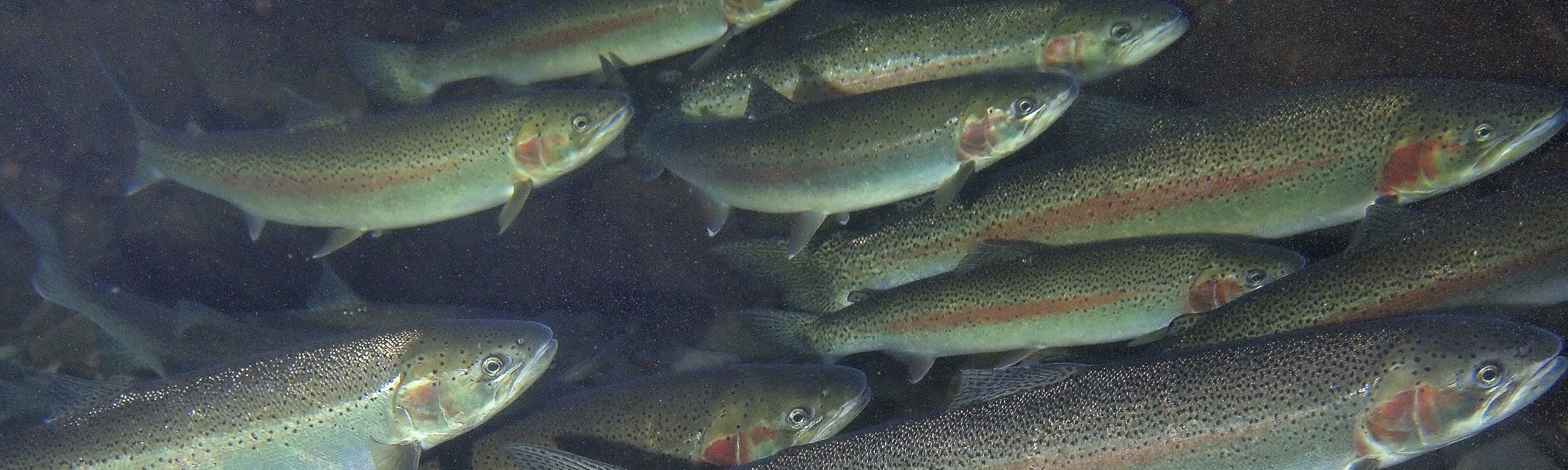 The value of single vs repeat spawning in Steelhead populations. – THE ...